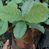Santhi Online Plants Nursery in India