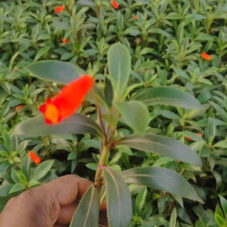 Hong kong kaner – Santhi Online Plants