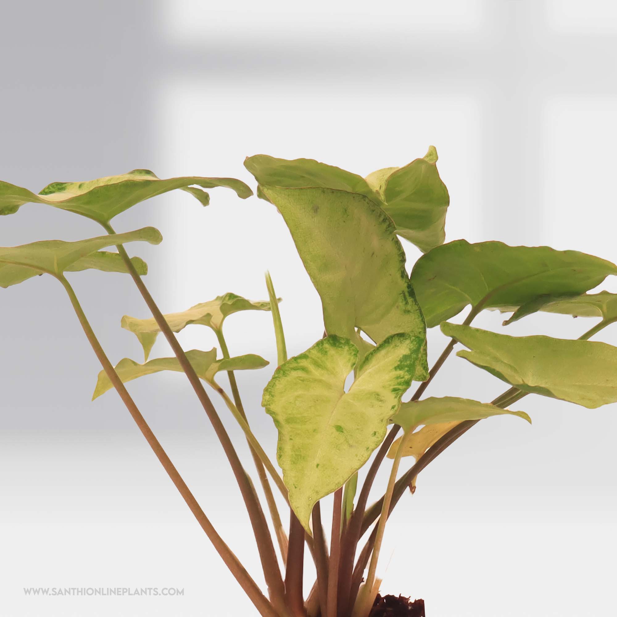 Syngonium Pixie – Santhi Online Plants