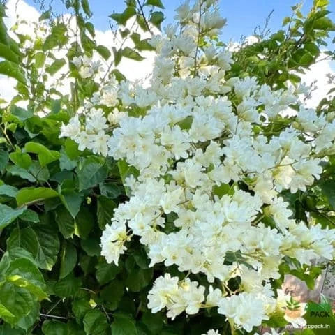 Manimulla – Christmas jasmine plant(Porana paniculata) – Santhi Online ...