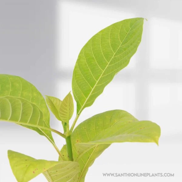 Kadamba Tree – Santhi Online Plants