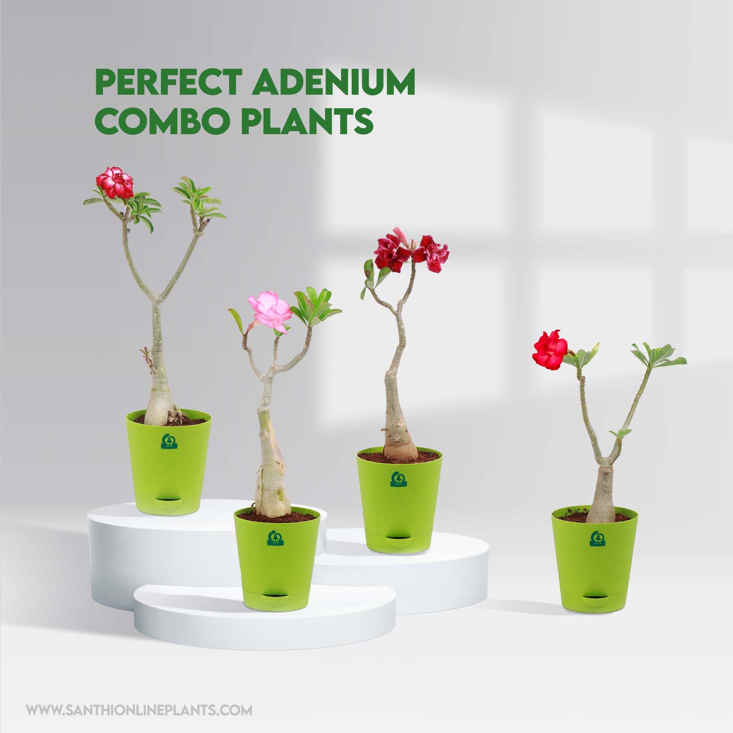 Perfect Adenium Combo Plants – Santhi Online Plants