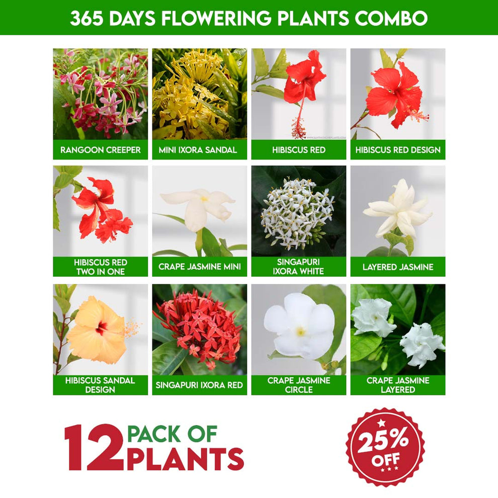 365 Days Flowering Plants Combo – Santhi Online Plants