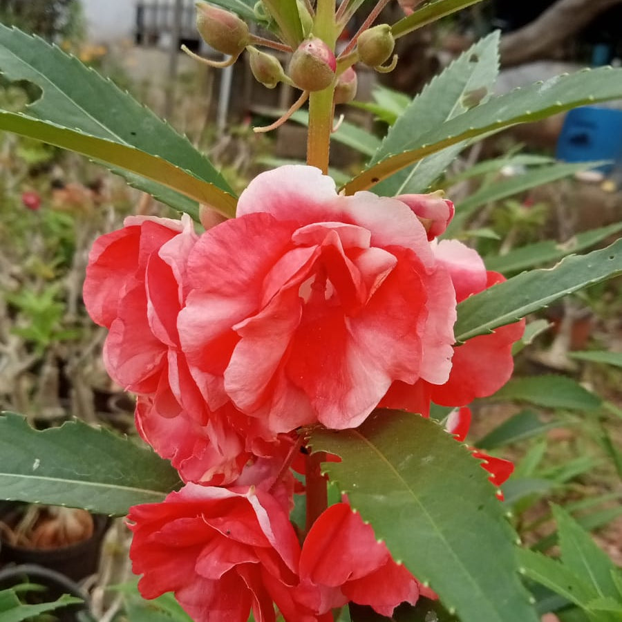 Red thai balsam seeds – Santhi Online Plants