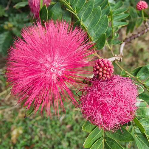 Powder puff plant "Dixie pink" – Santhi Online Plants