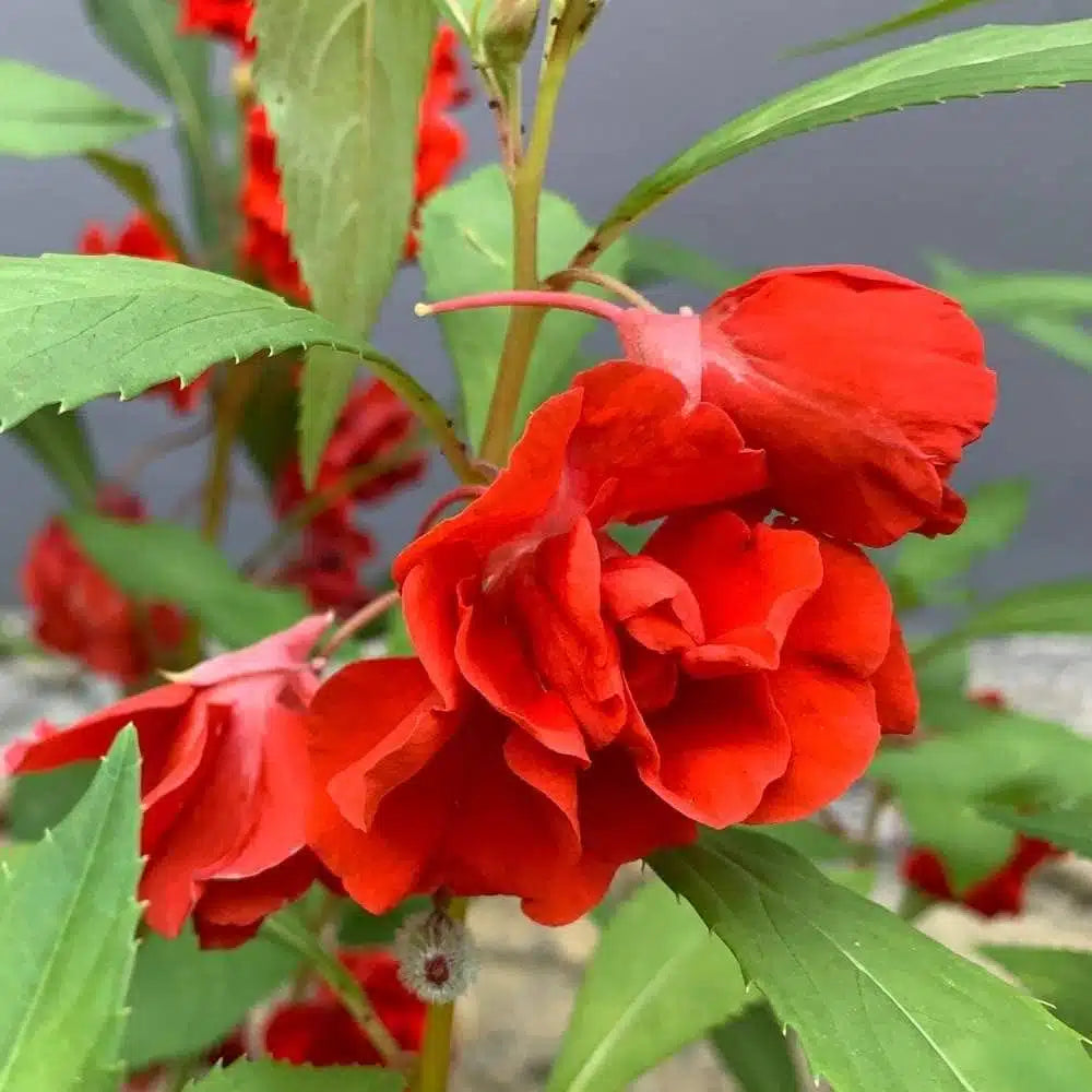 Beautiful Impatiens balsamina -Balsam red double layered flower seeds ...