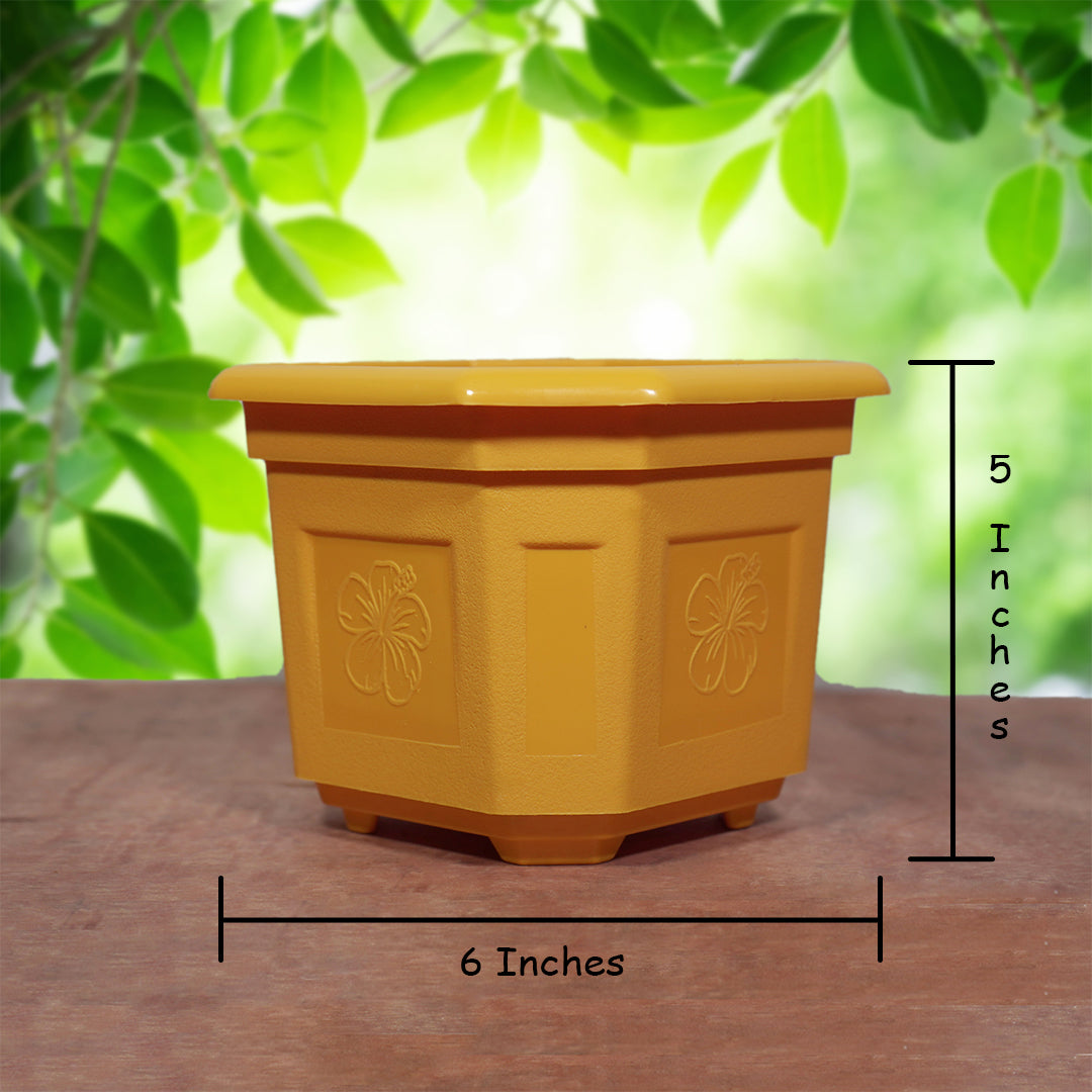 6 OCTA POT Any COLORS (Pieces: 5) – Santhi Online Plants