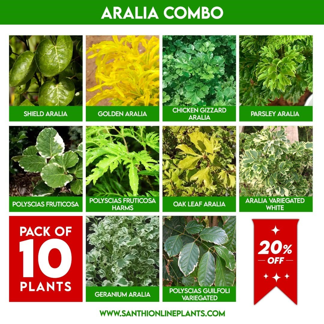 Beautiful Aralia plant pack – Santhi Online Plants