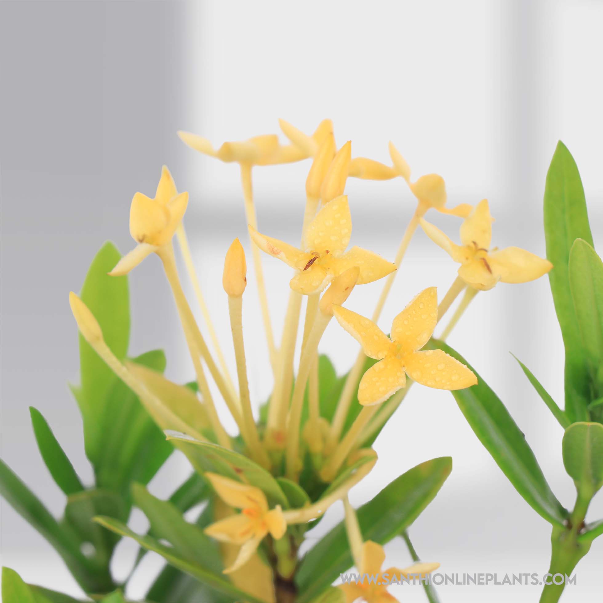 Mini Ixora Sandal flower Plant – Santhi Online Plants