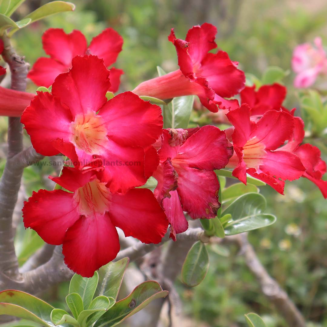 Adenium Desert Rose Pot Plant (Any Color) – Santhi Online Plants