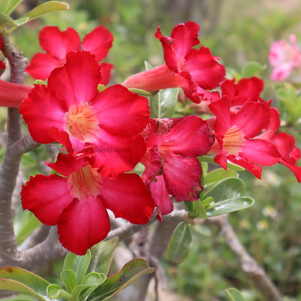 Adenium Desert Rose Pot Plant (Any Color) – Santhi Online Plants