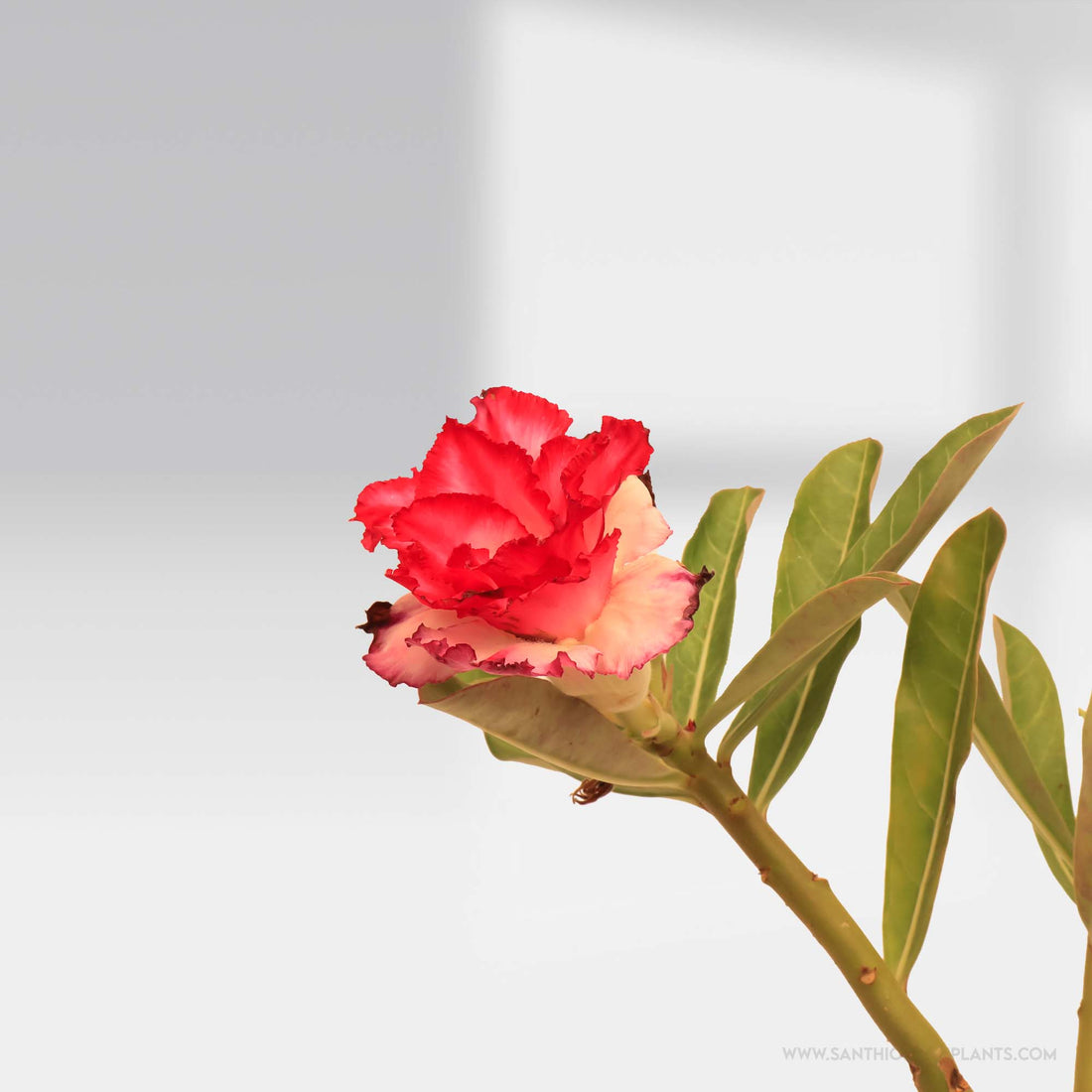 Adenium Pink Aroma – Santhi Online Plants