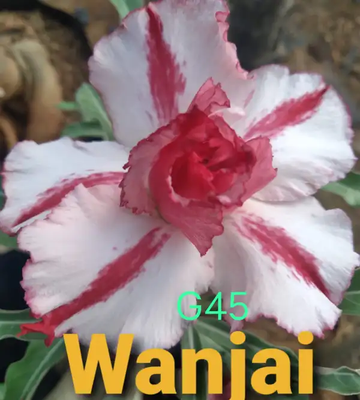 Adenium Pot Plants – Santhi Online Plants