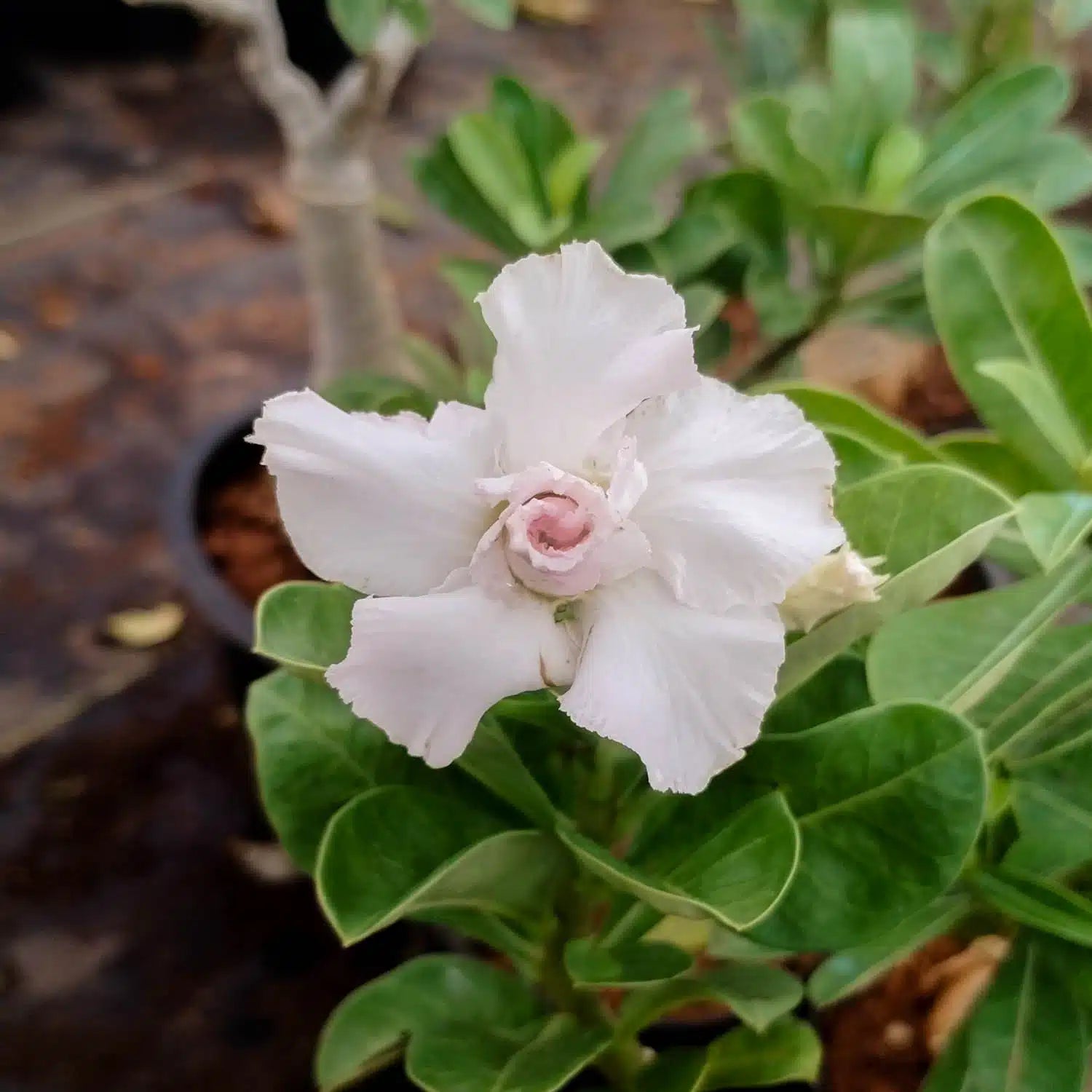 Adenium White Angel – Santhi Online Plants