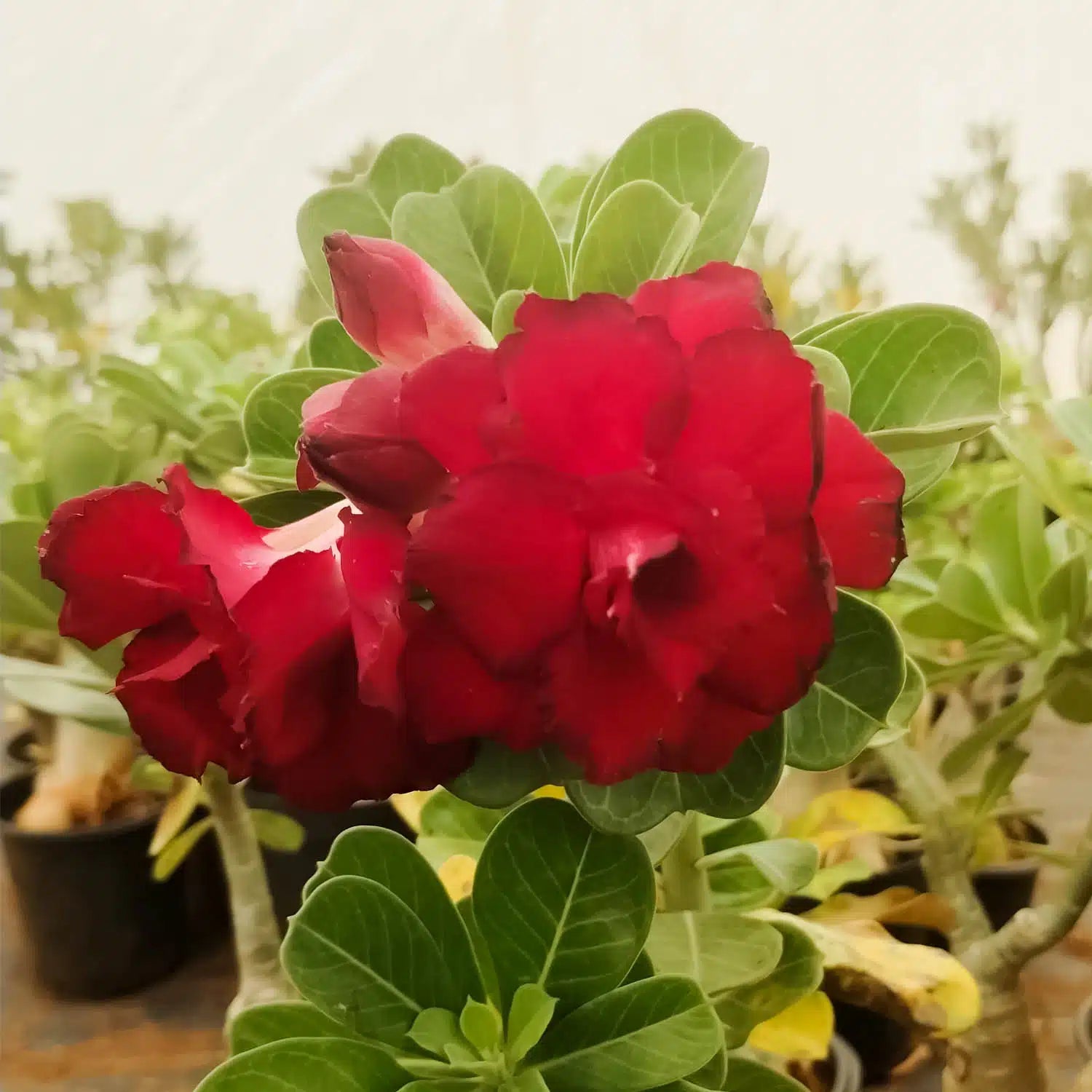 Adenium ‘Black Red’ – Santhi Online Plants