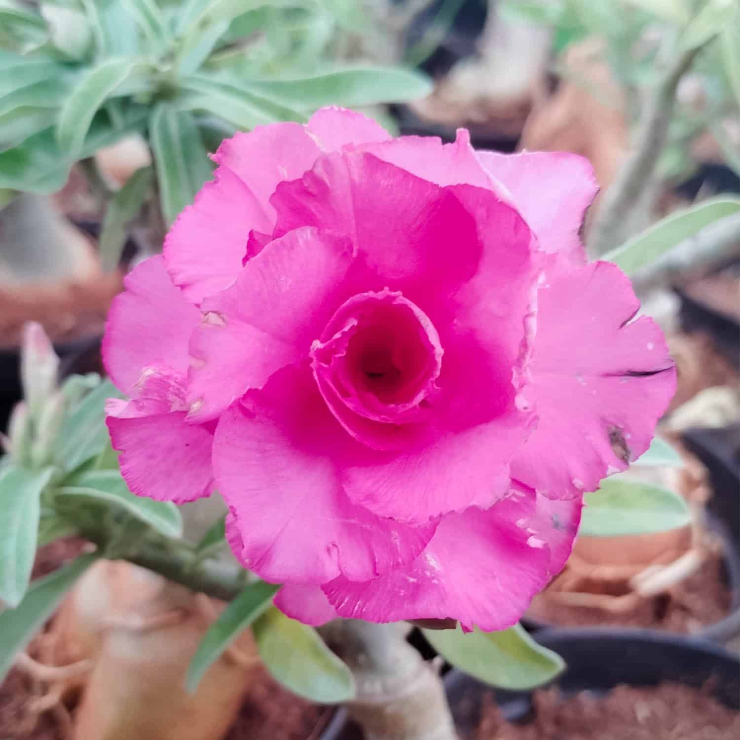 Adenium ‘Hussade Pink’ – Santhi Online Plants