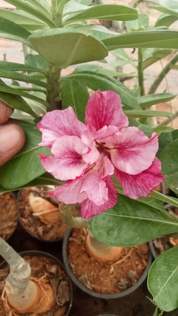 Adenium Pot Plants – Santhi Online Plants