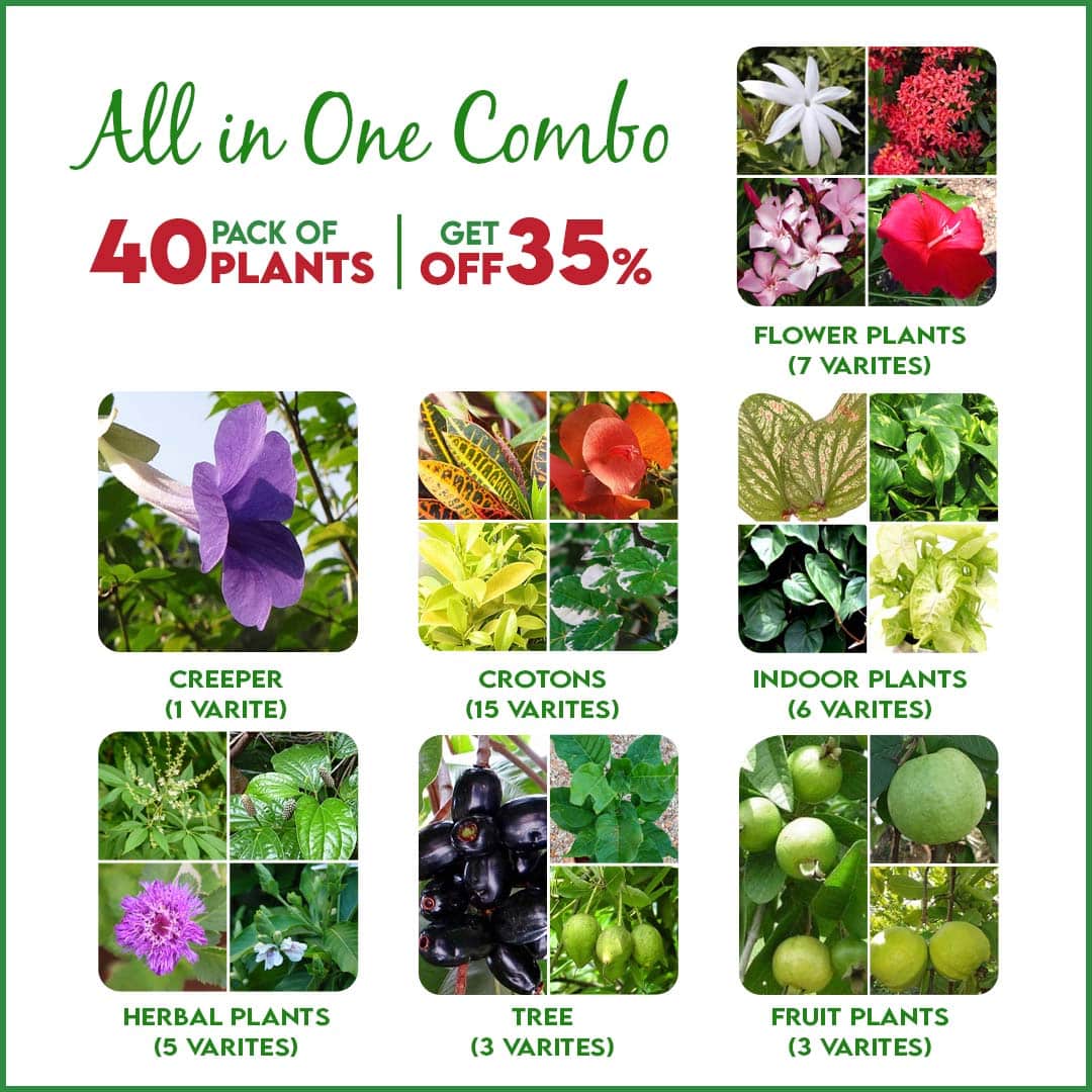 All in one combo – Santhi Online Plants
