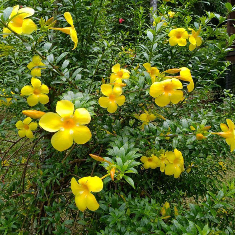 Allamanda bush yellow Plant – Santhi Online Plants