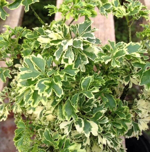 Aralia Variegated White – Santhi Online Plants