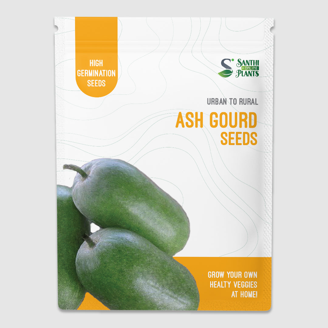 Ash Gourd Seeds – Santhi Online Plants