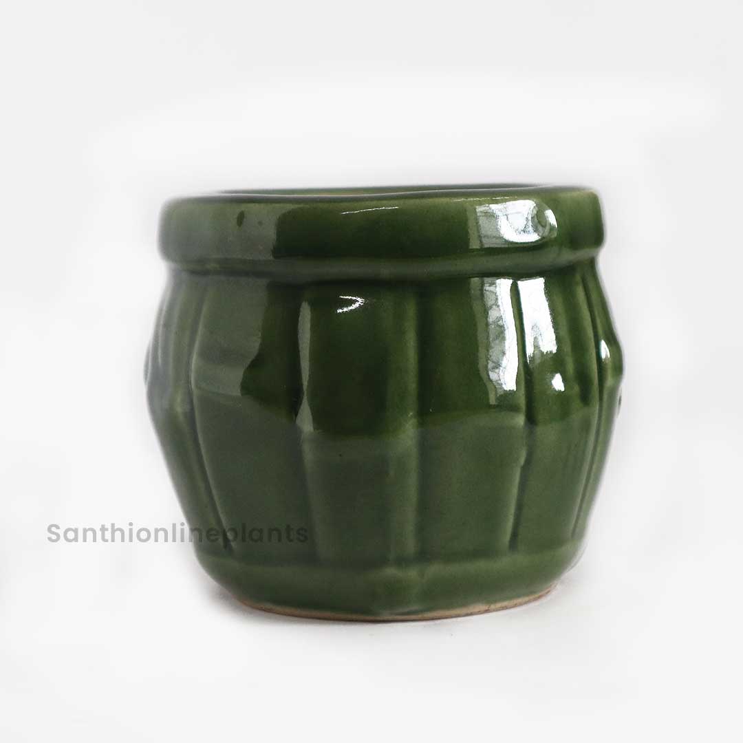 Bamboo Green Ceramic Pot (Small) – Santhi Online Plants