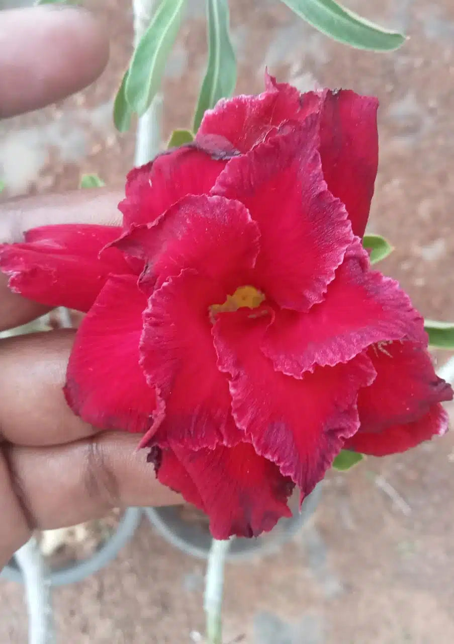 Beautiful Adenium Blue Master – Santhi Online Plants