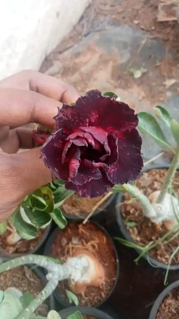 Beautiful Adenium Blue Thep – maroon color flowers – Santhi Online Plants