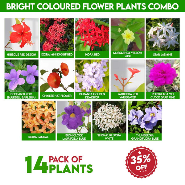 Bright Coloured Flower Plants Combo – Santhi Online Plants