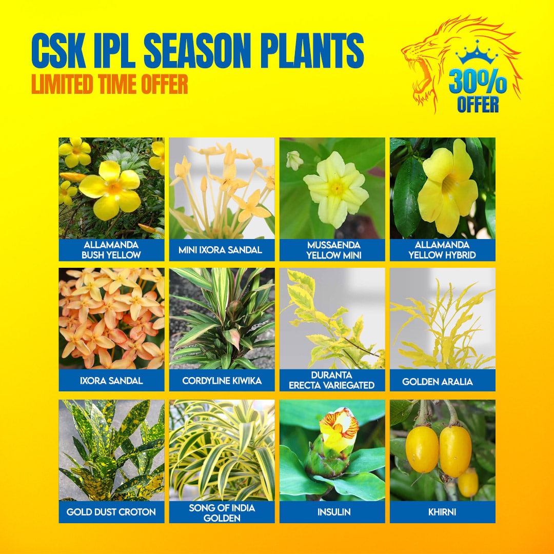 Lovely CSK team 2025 – IPL Season Plants – Santhi Online Plants