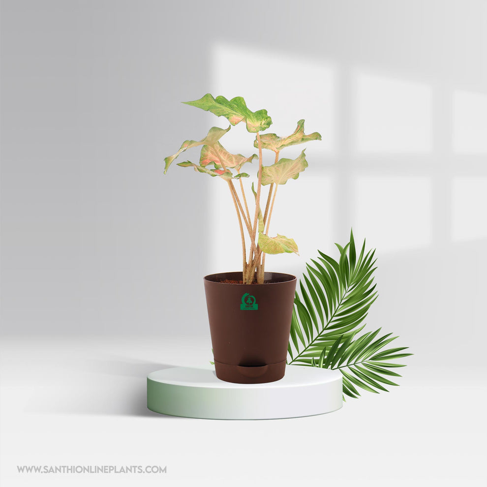 Caladium Bicolor Pot Plant – Santhi Online Plants