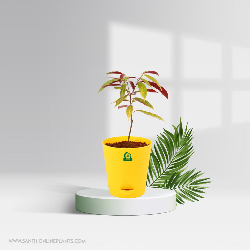 Chinese Croton Pot Plant – Santhi Online Plants