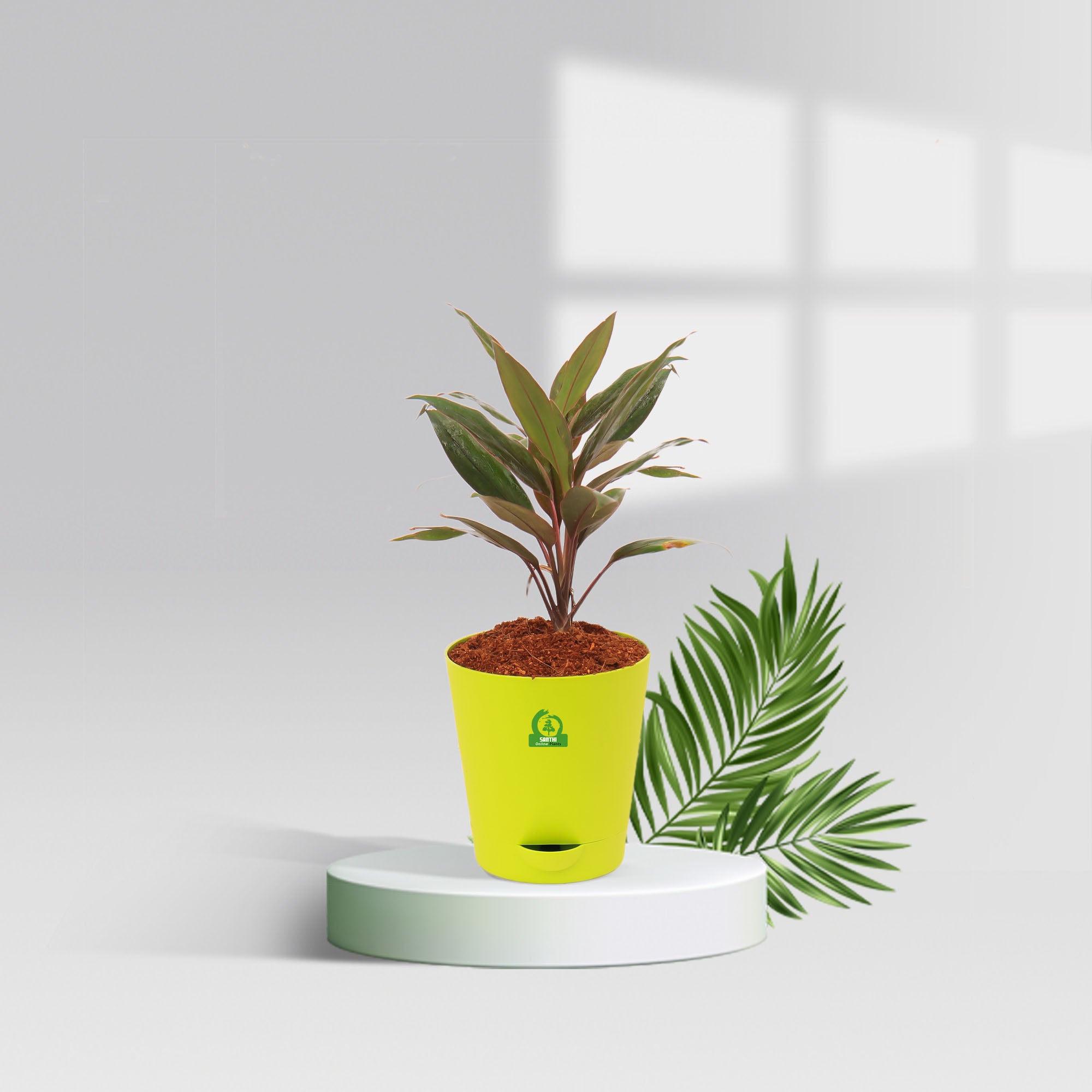 Cordyline congesta Pot Plant – Santhi Online Plants