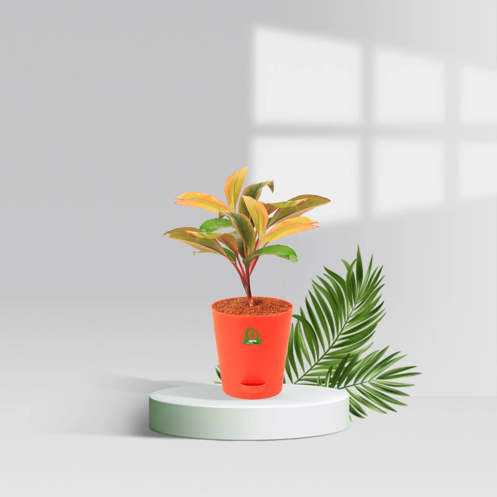 Cordyline tangelo Pot Plant – Santhi Online Plants