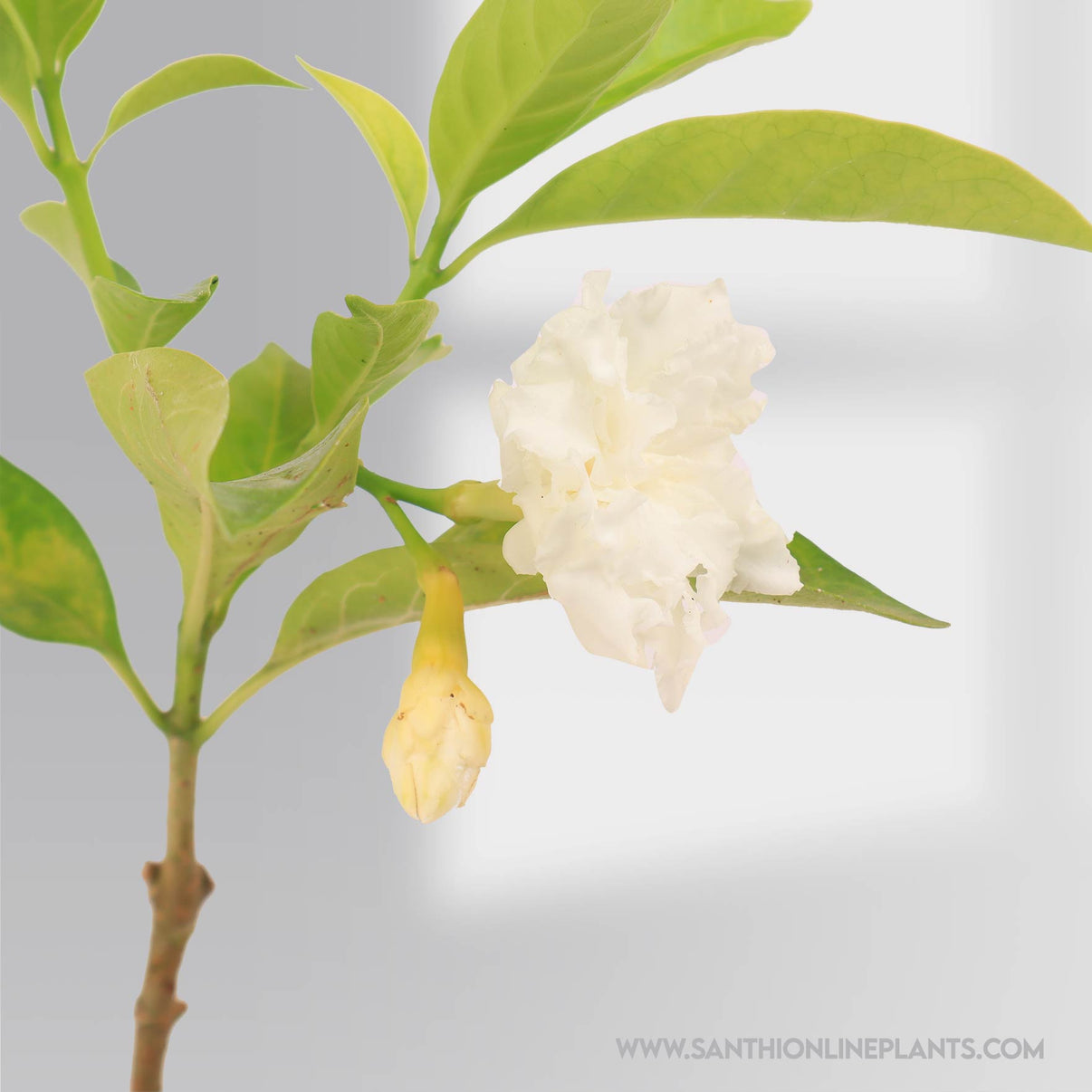 Crape jasmine Double Chandni – Santhi Online Plants