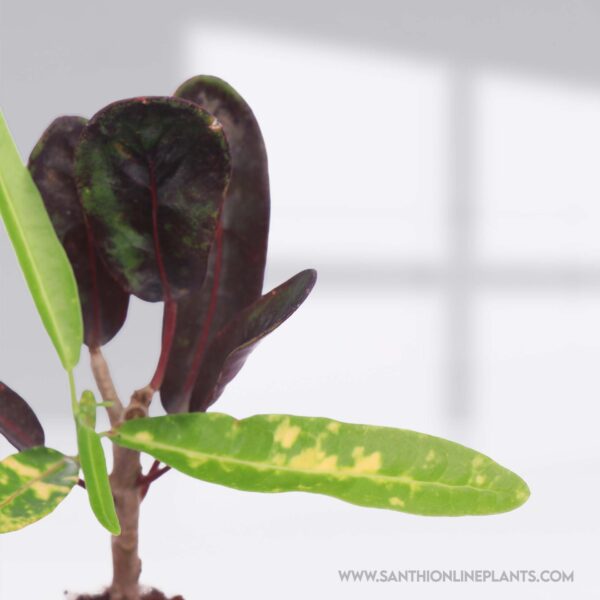 Croton Mammy-Colourful Codiaeum – Santhi Online Plants