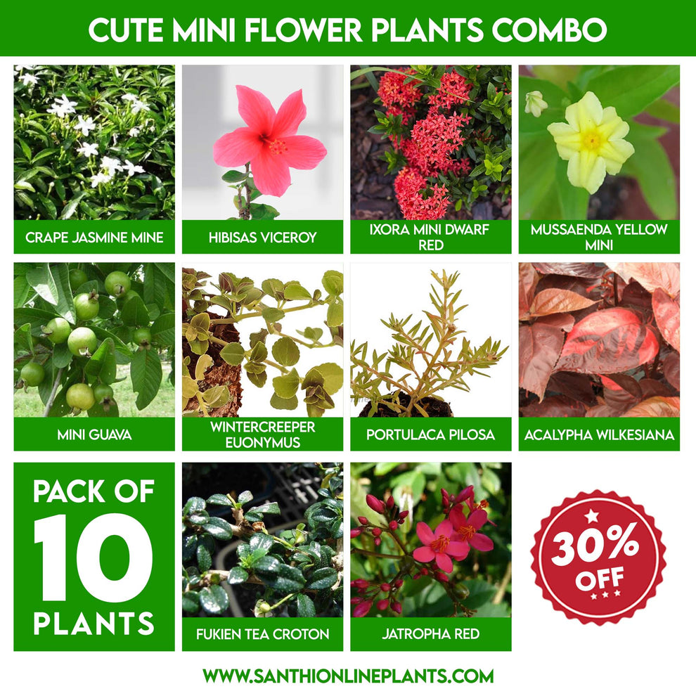Cute mini flower plants combo – Santhi Online Plants