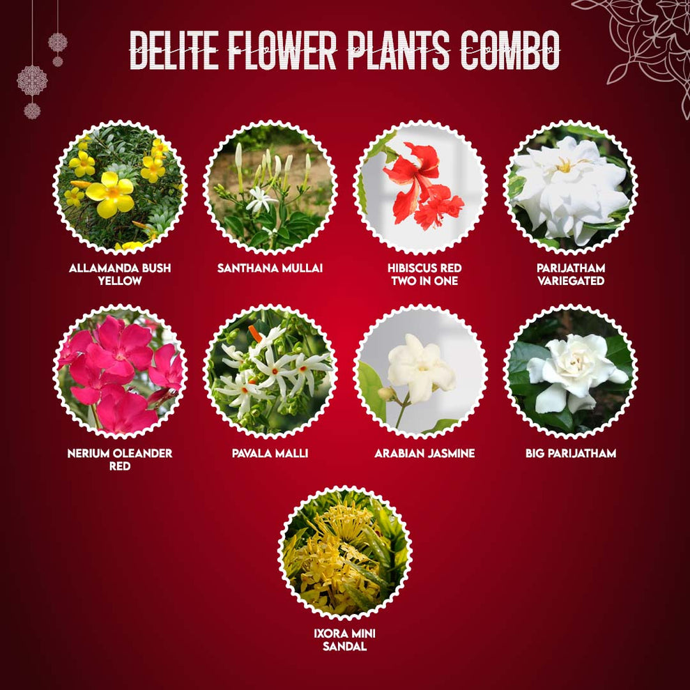 Delite Flower Plants Combo – Santhi Online Plants