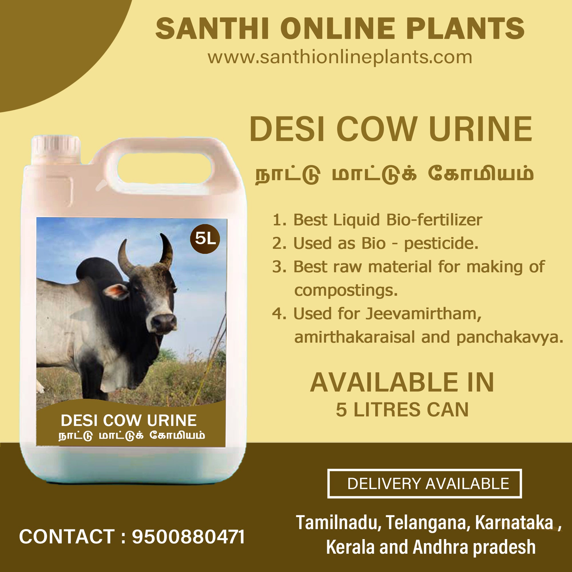 Excellent Desi cow urine (Komiyam) – Santhi Online Plants