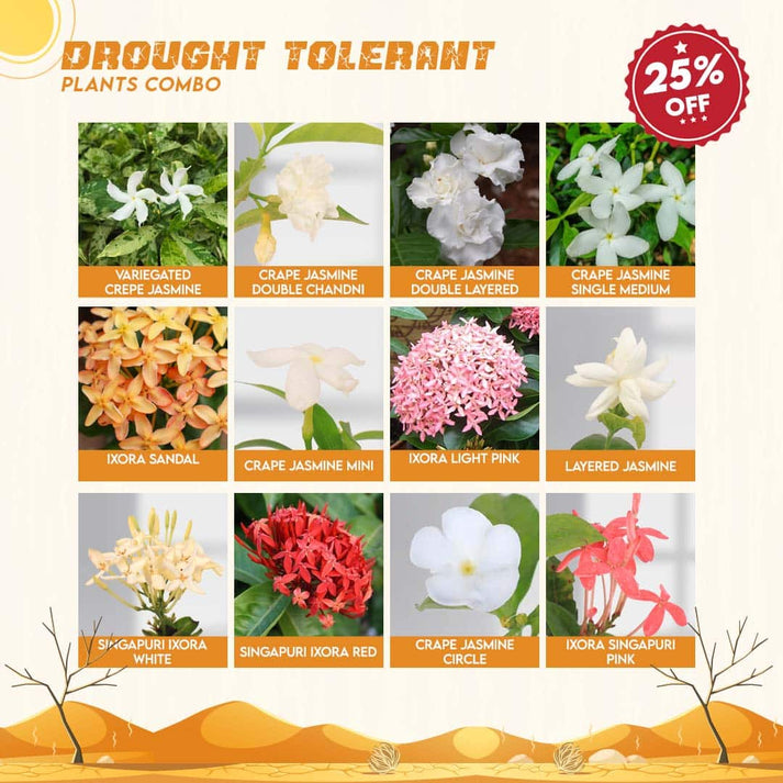 Drought Tolerant Plants Combo – Santhi Online Plants