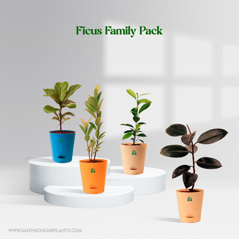 Ficus Family pack – Santhi Online Plants