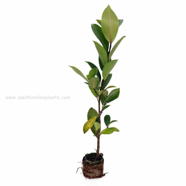 Ficus Big Leaf – Santhi Online Plants