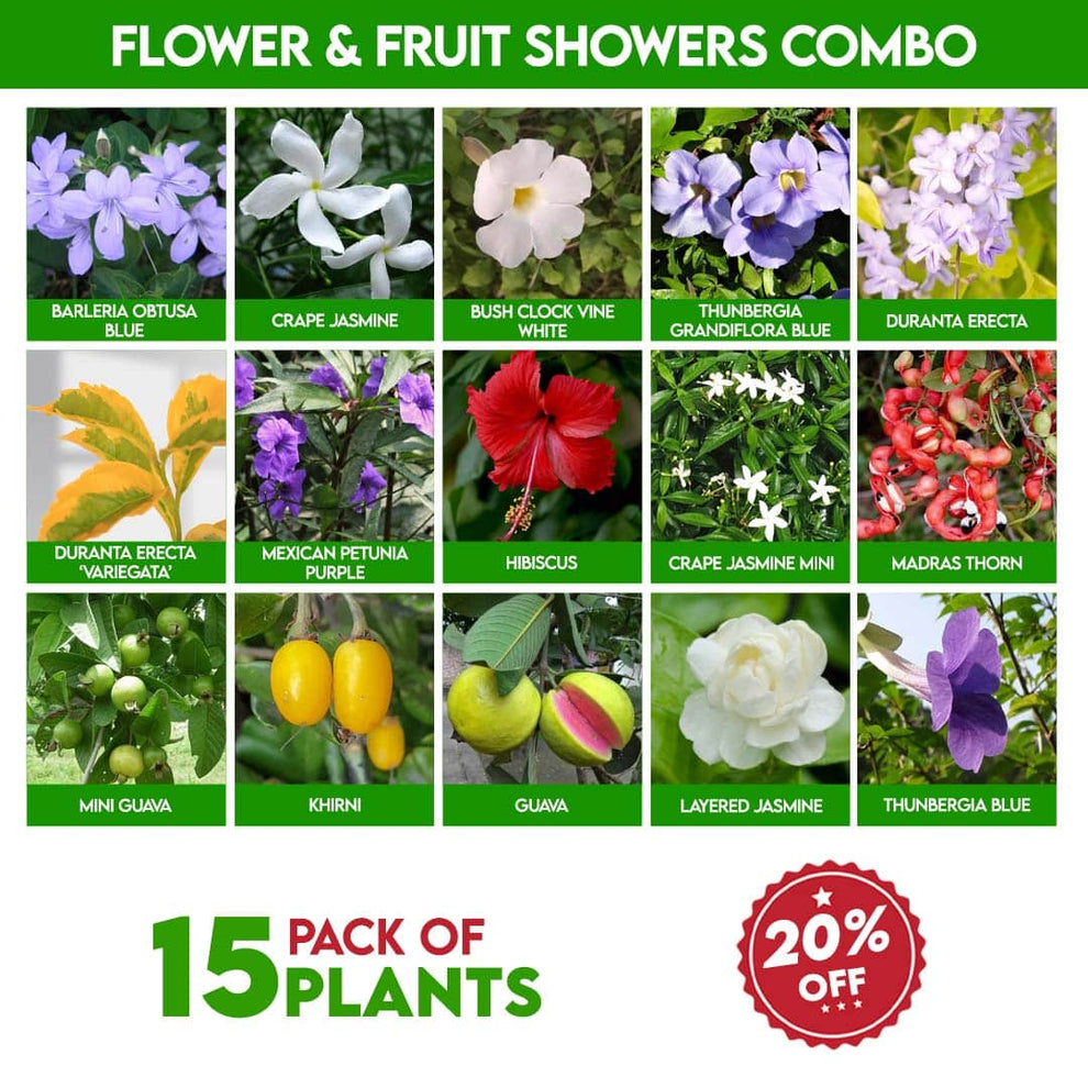 Flower & Fruit Showers Combo – Santhi Online Plants