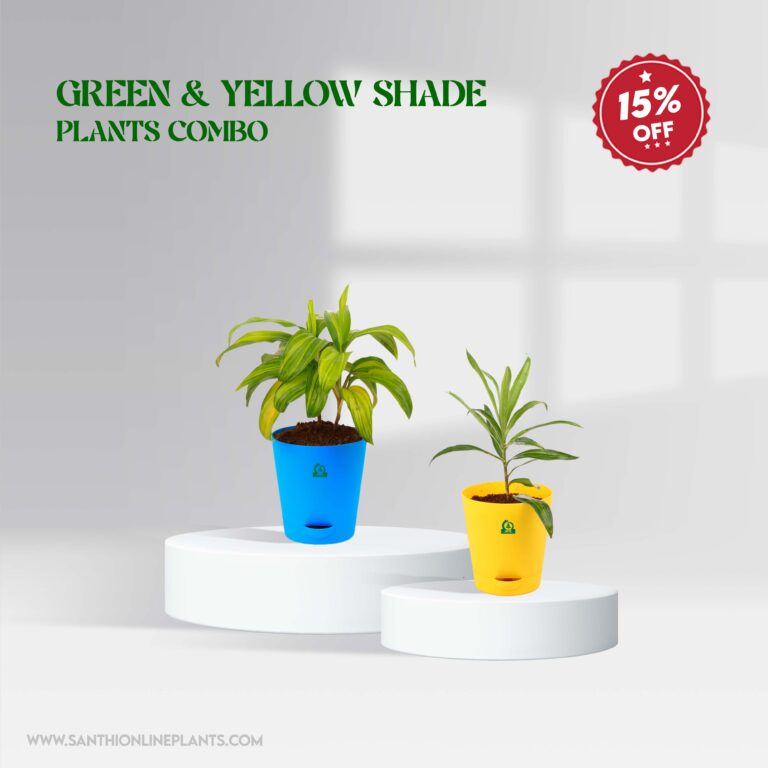Green & Yellow Shade Plants Combo – Santhi Online Plants