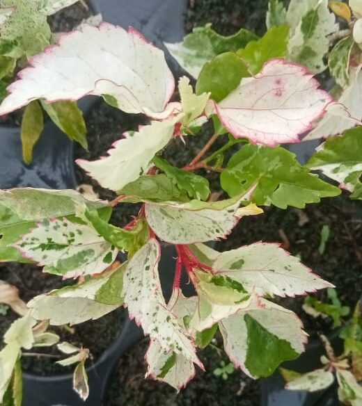 Hibiscus snowflake plant (variegated pink edges) – Santhi Online Plants