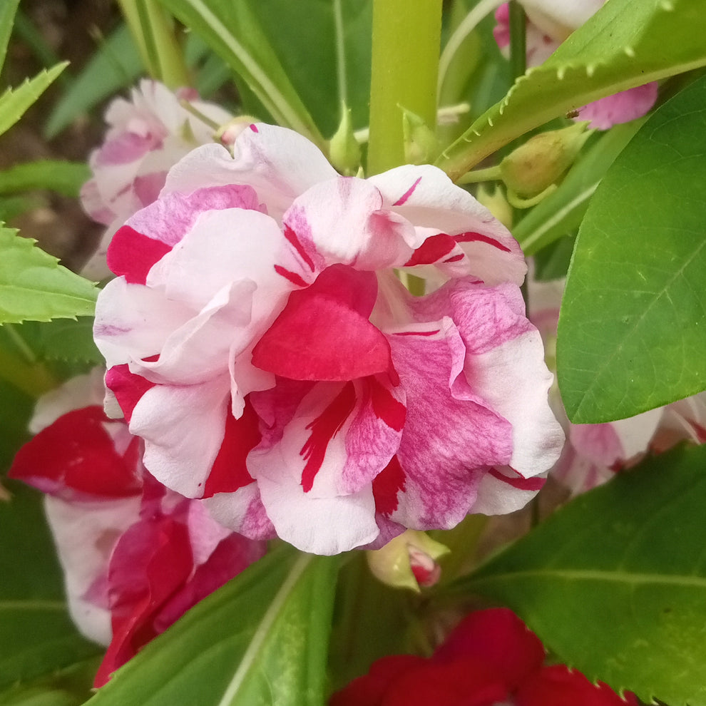 Double colour balsam seeds (dark pink+white) – Santhi Online Plants