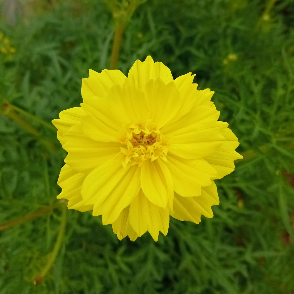 Cosmos fluorescent yellow seeds – Santhi Online Plants