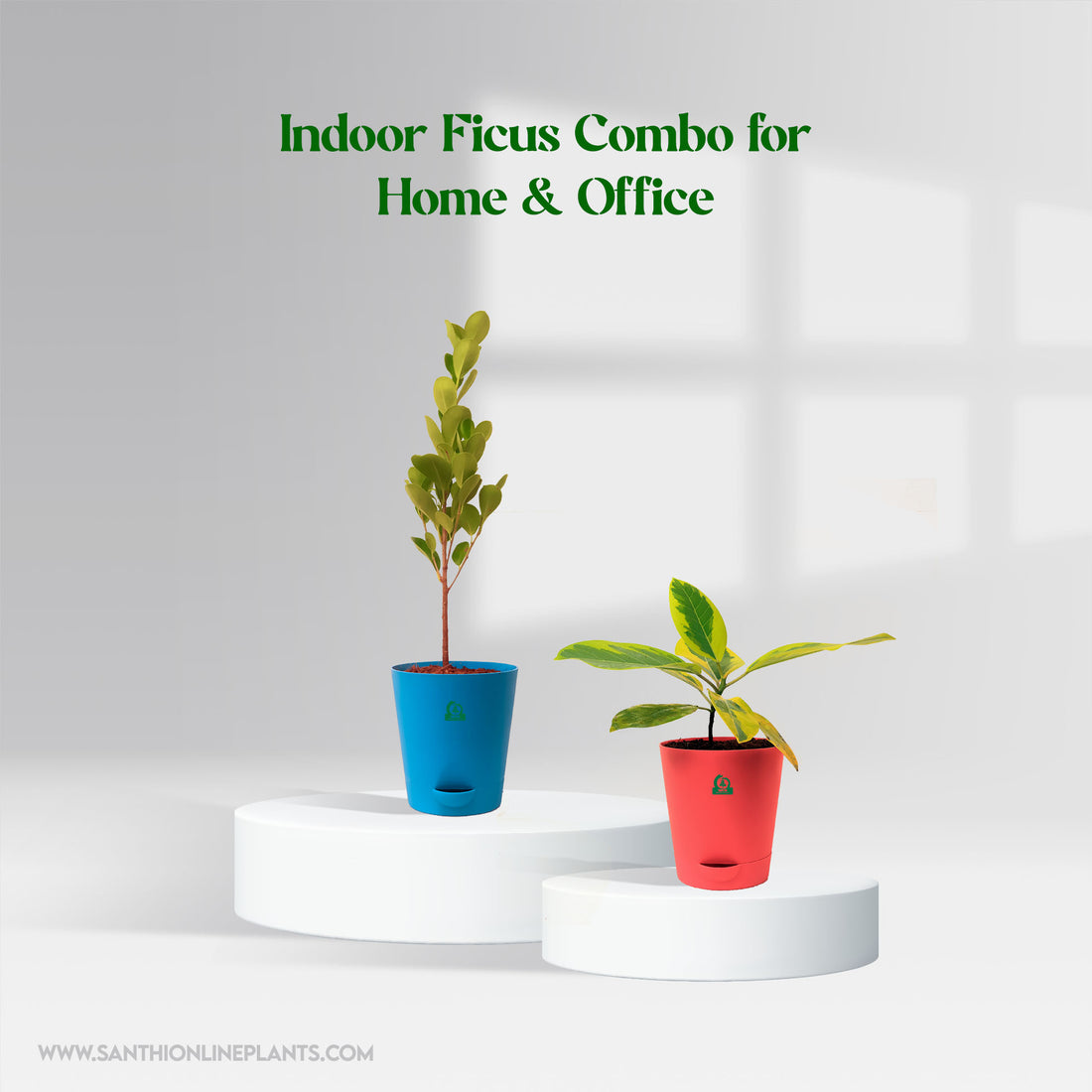 Indoor Ficus Combo For Home & Office – Santhi Online Plants