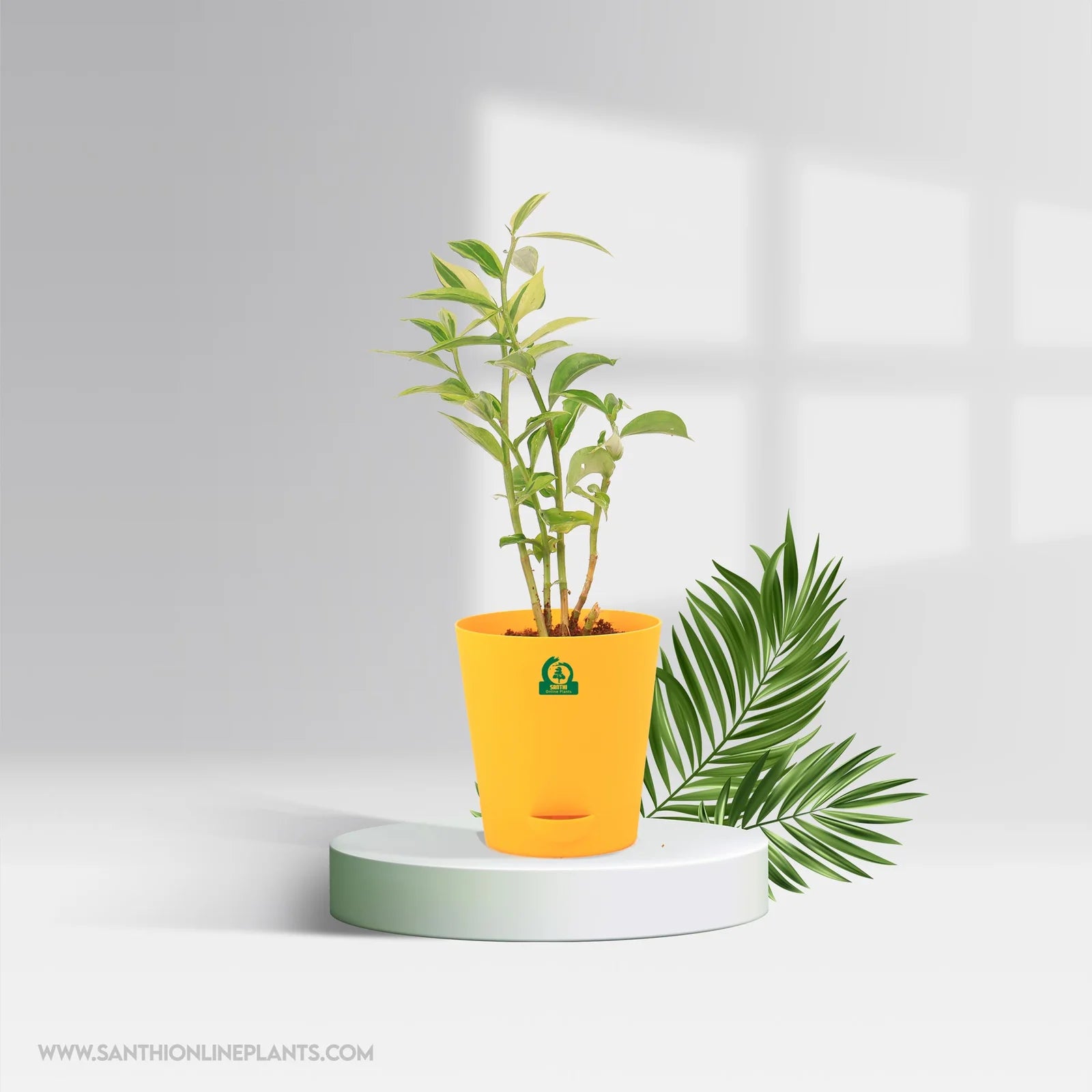 Insulin Variegated Pot Plant – Santhi Online Plants