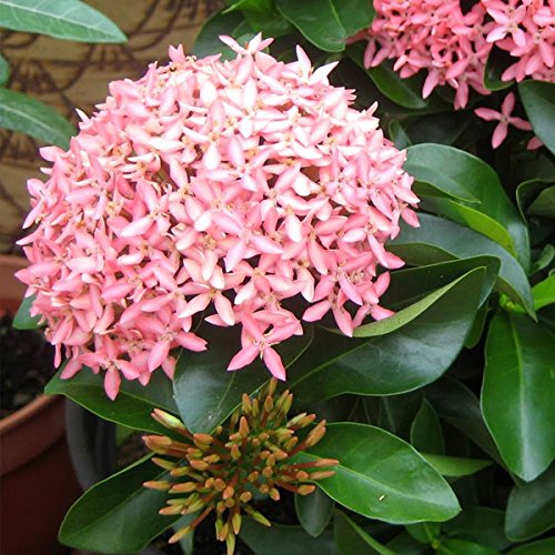 Ixora Light Pink – Santhi Online Plants
